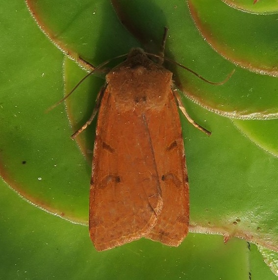 North Curry Wildlife