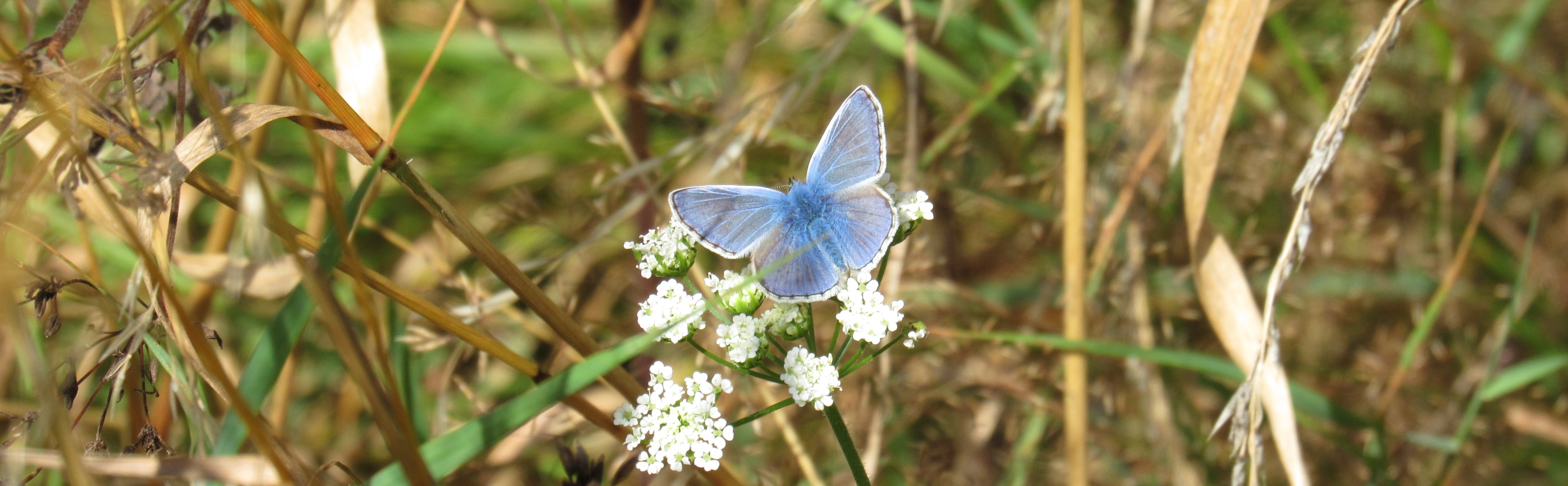 North Curry Wildlife