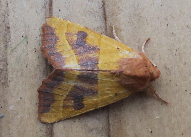 North Curry Wildlife