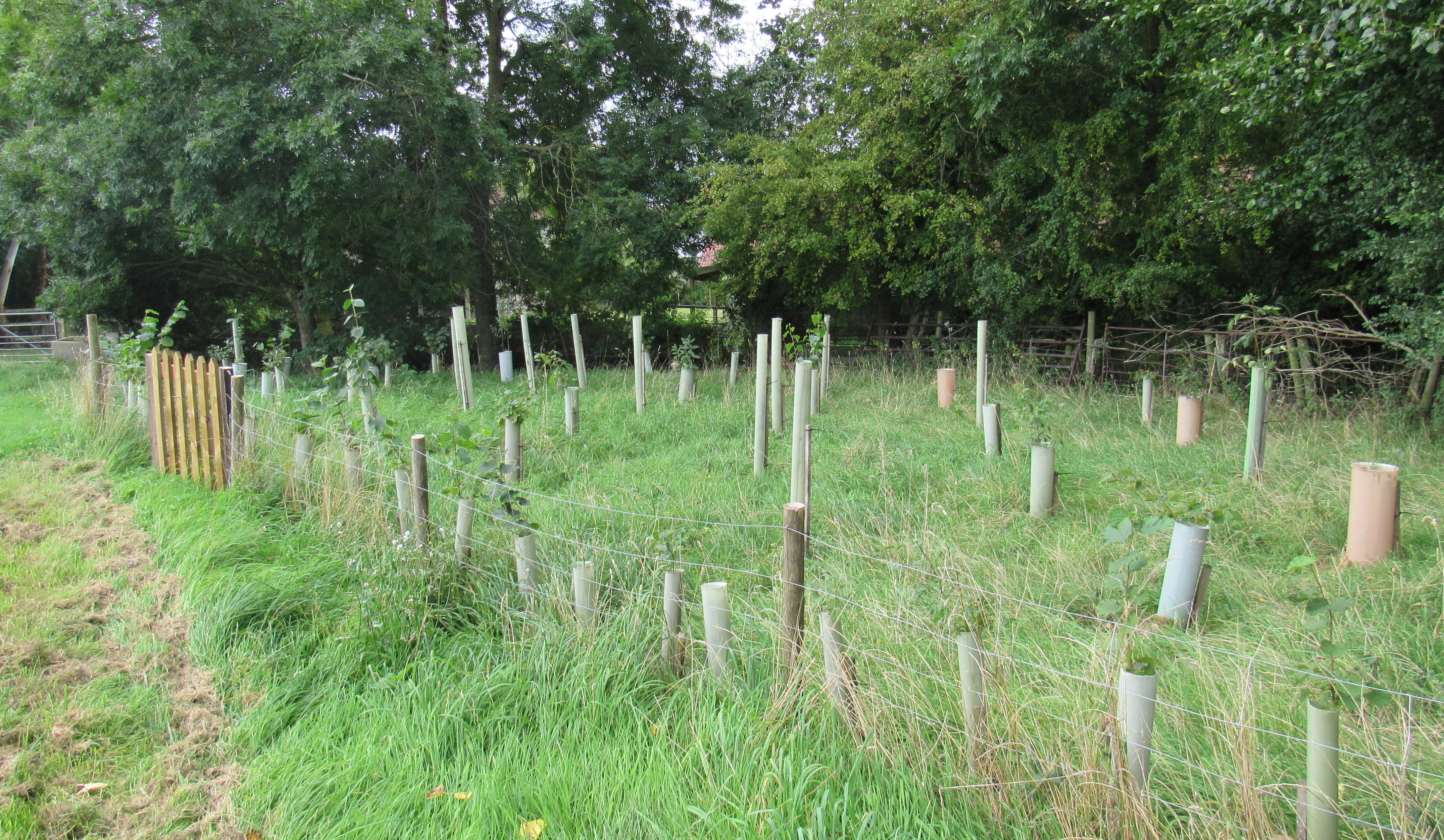 North Curry Wildlife