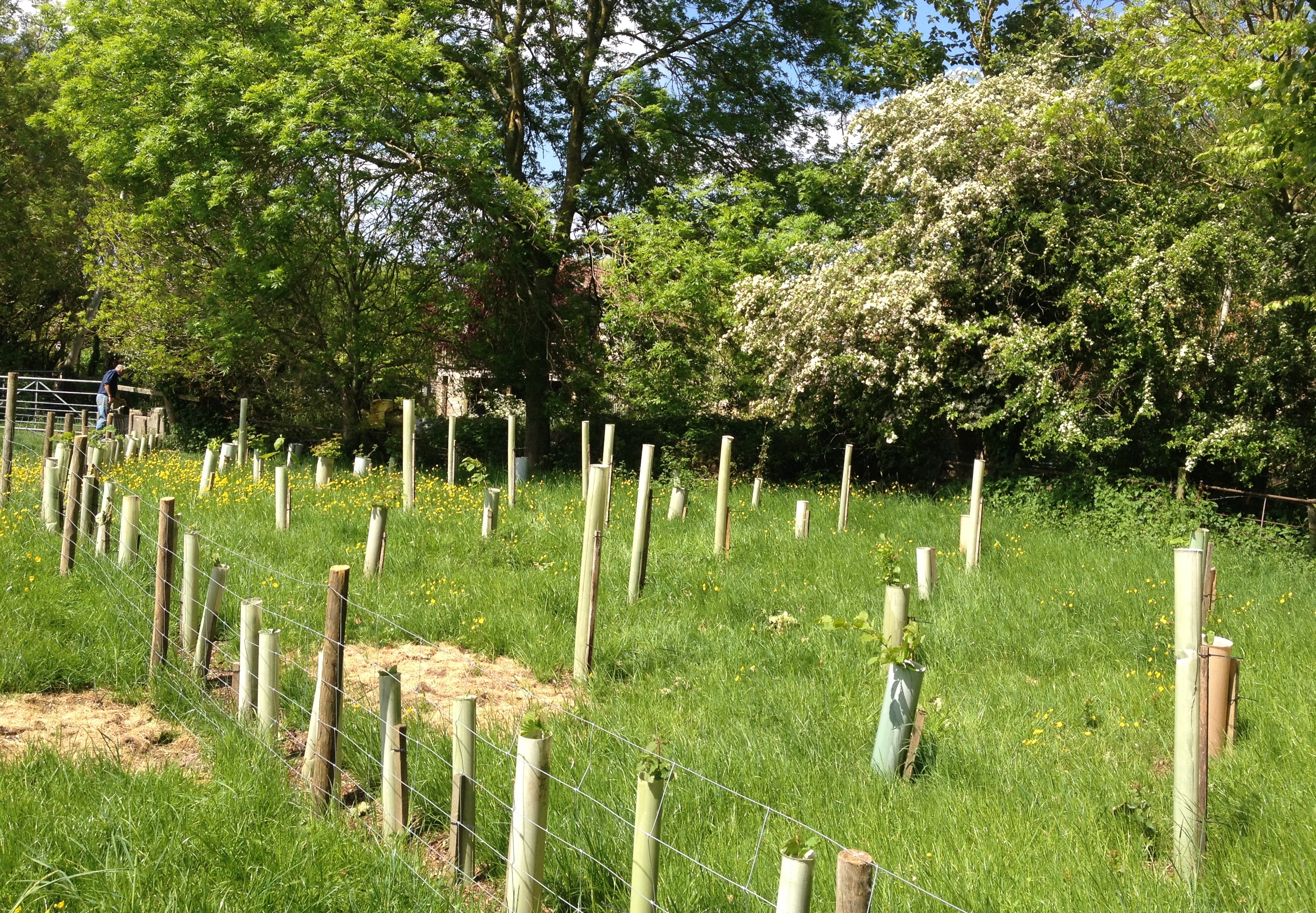 North Curry Wildlife