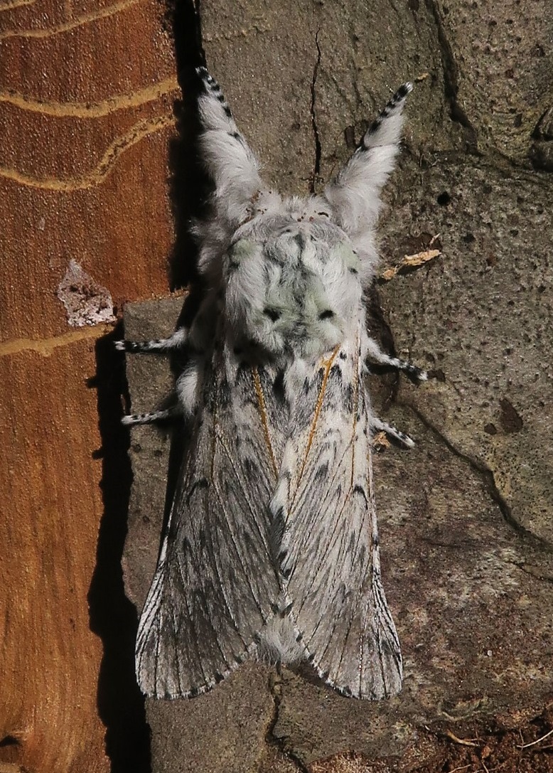 North Curry Wildlife